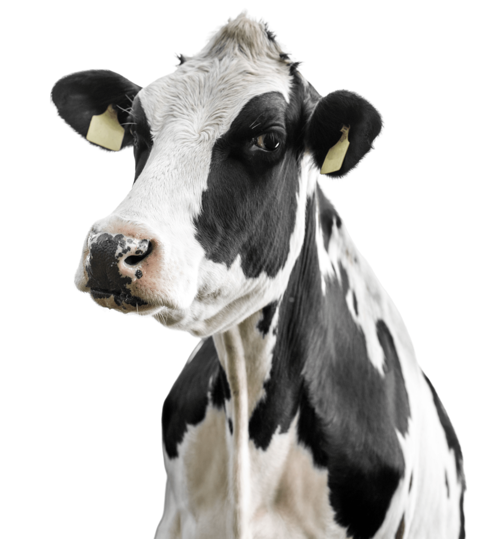 LBS Scales | Durable Scales | National Delivery & Local Service